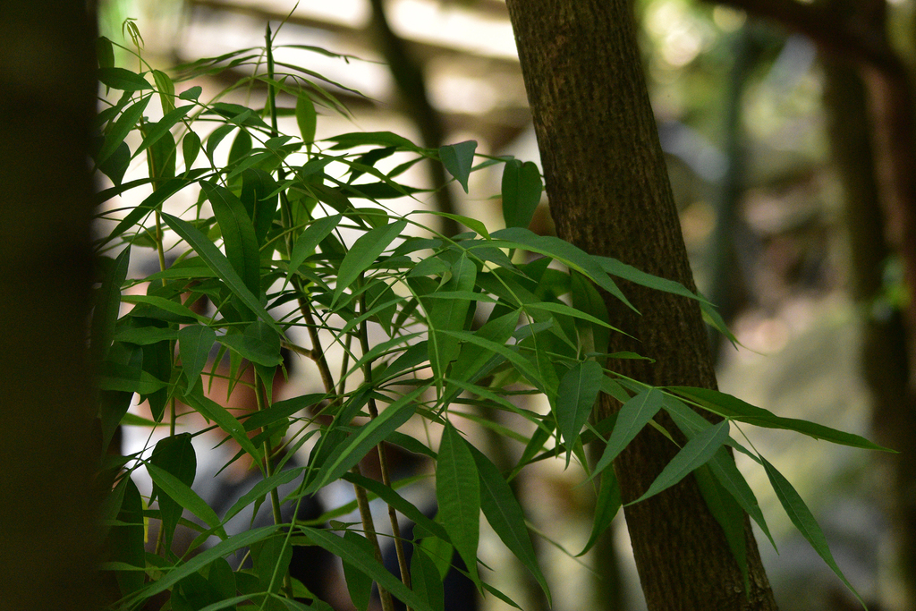 Meliosma oldhamii from 中国安徽省黄山市黄山区 on May 25, 2023 at 10:31 AM by 龙栩川 ...