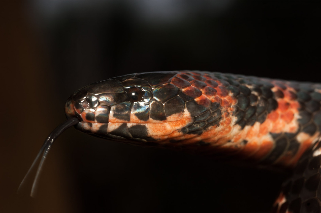 Fat Ground Snake (Atractus obesus) - Snakes and Lizards