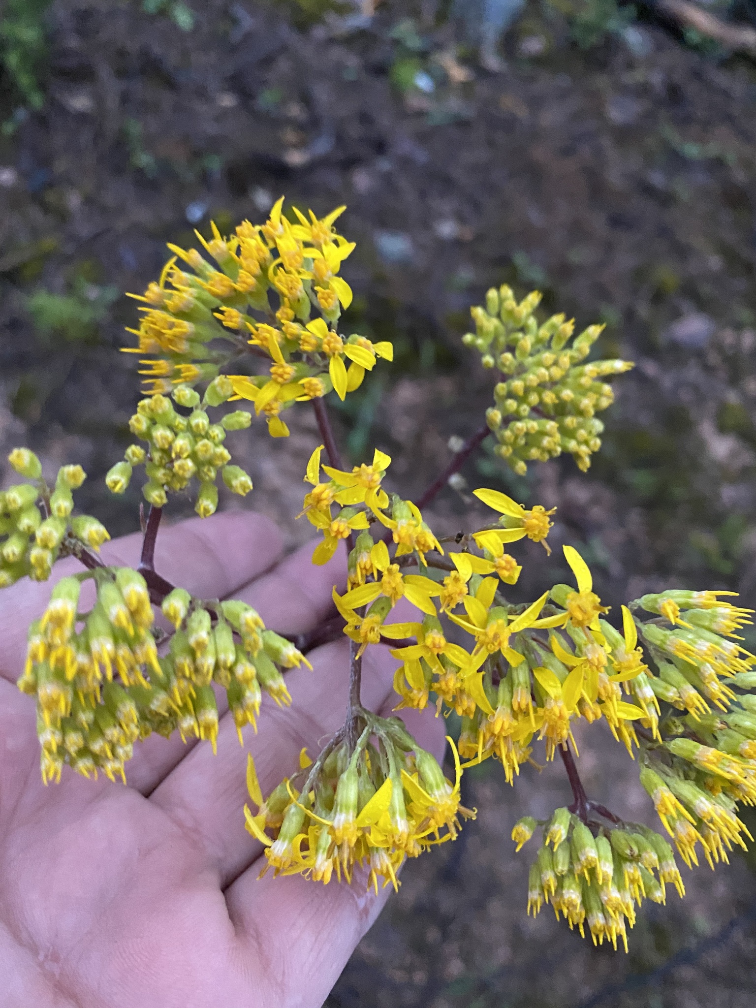 Roldana hartwegii (Benth.) H.Rob. & Brettell