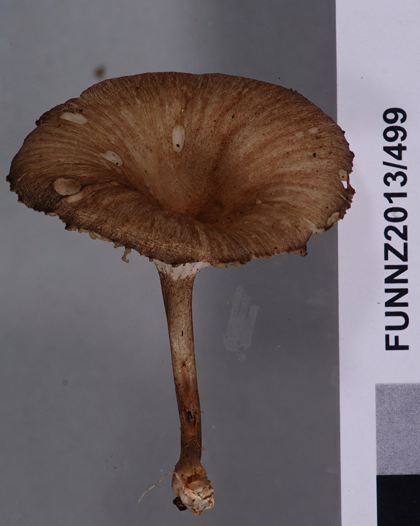 Gerronema from Otoko on May 13, 2013 by Jerry Cooper. Gerronema sp ...