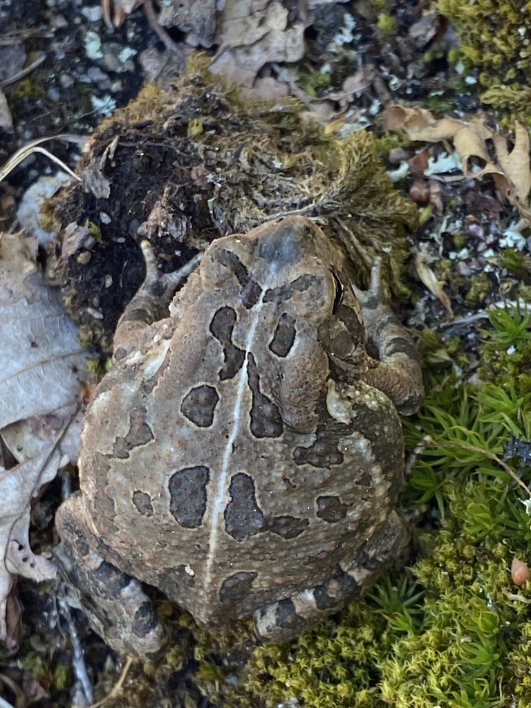 Fowler's Toad from Kinnelon, NJ, US on May 25, 2023 at 01:13 PM by ...