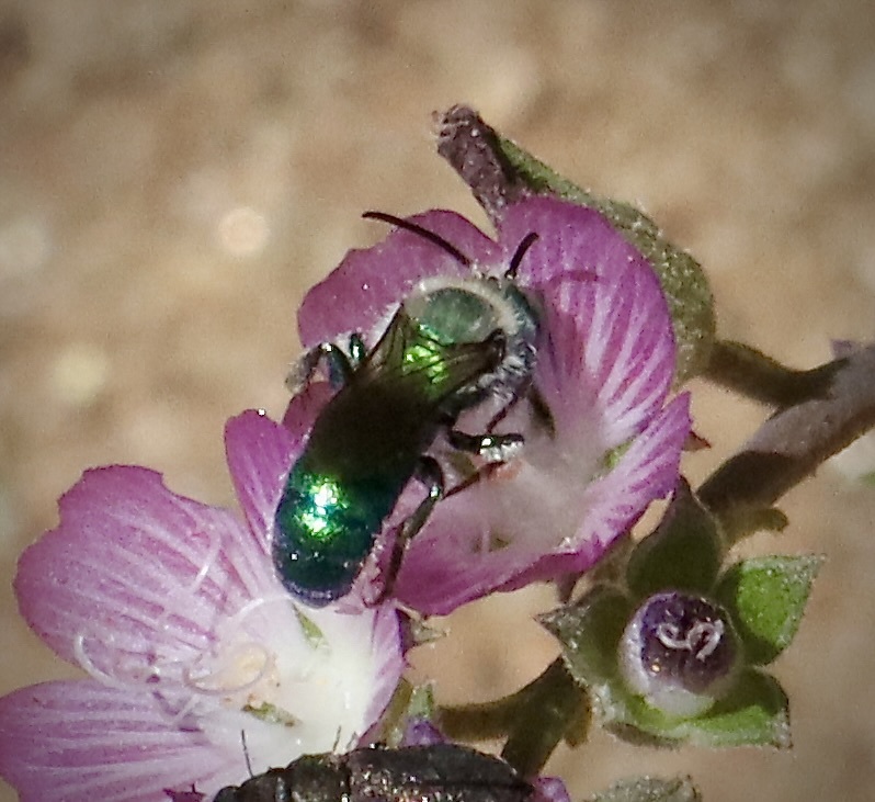 Hoplitis fulgida (Cresson, 1864)