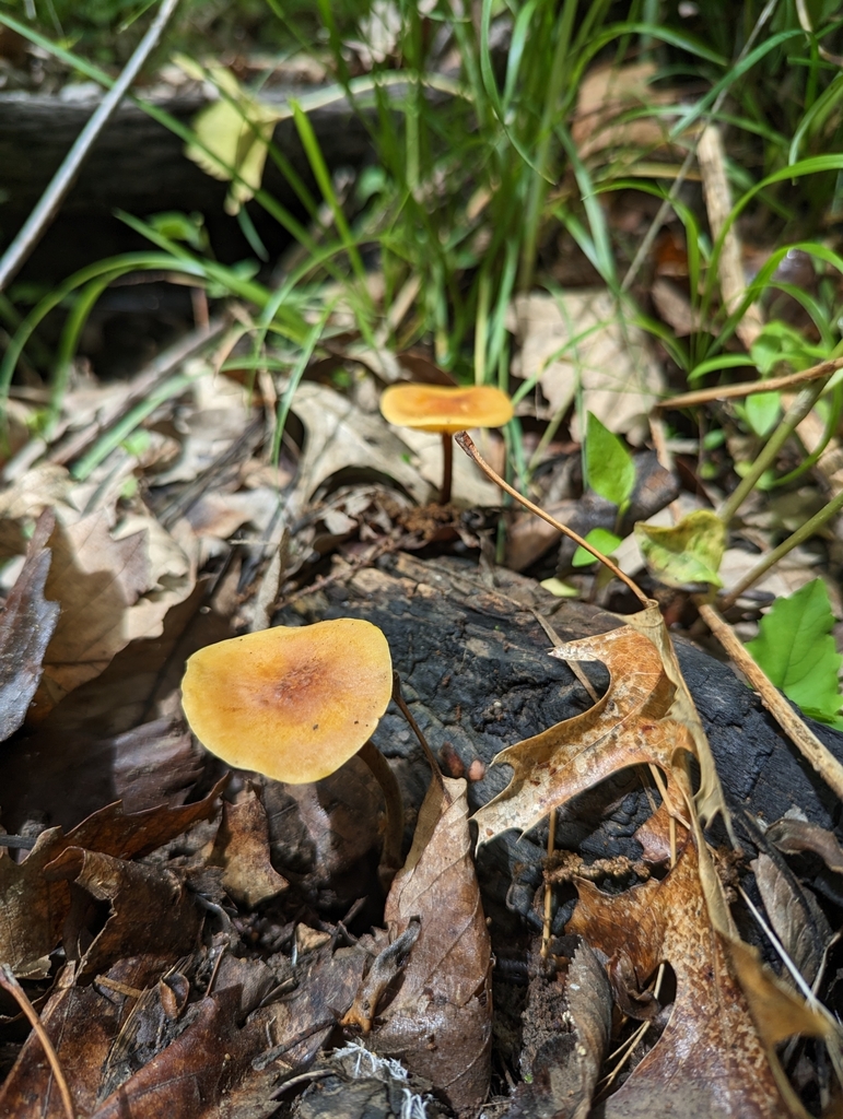 Heimiomyces tenuipes from Barada, NE, USA on May 16, 2023 at 01:58 PM ...