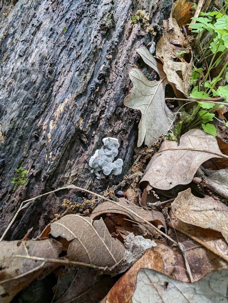 Brittle Cinder from Barada, NE, USA on May 16, 2023 at 02:07 PM by ...