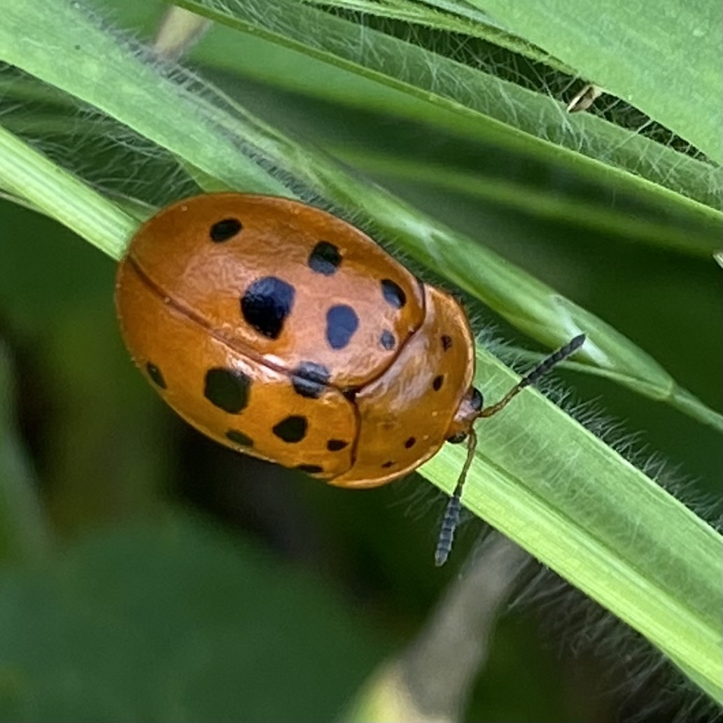 Chelymorpha cassidea (Fabricius, 1775)