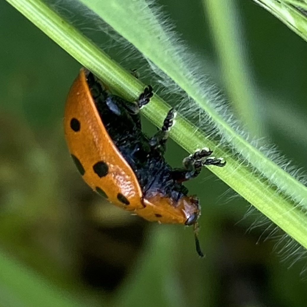 Chelymorpha cassidea (Fabricius, 1775)