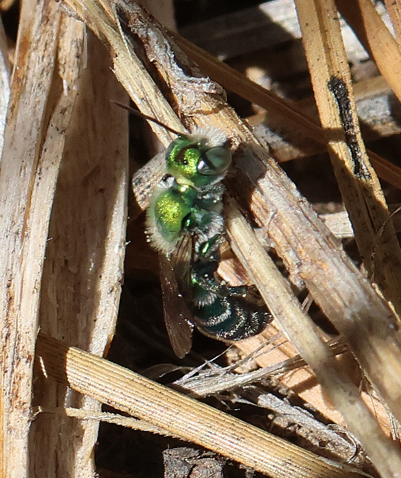 Hoplitis fulgida (Cresson, 1864)