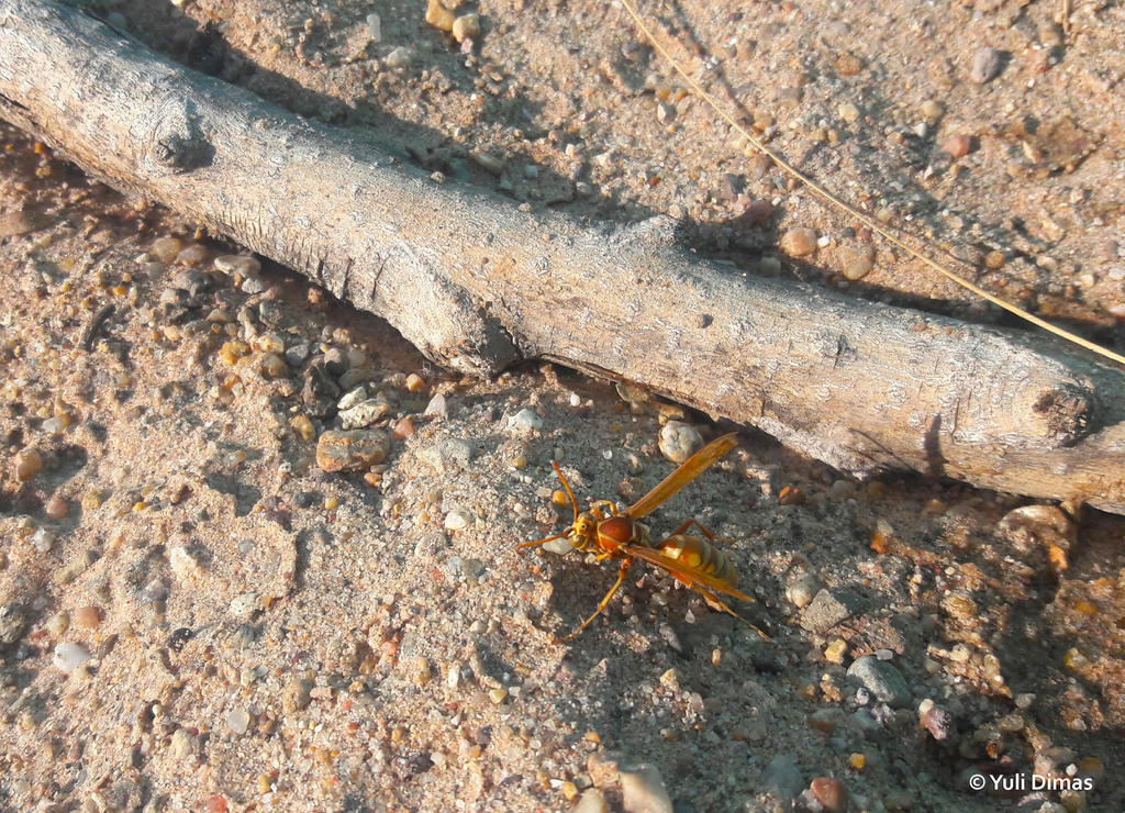 Golden Paper Wasp from Unnamed Road,, B.C., México on November 19, 2018 ...