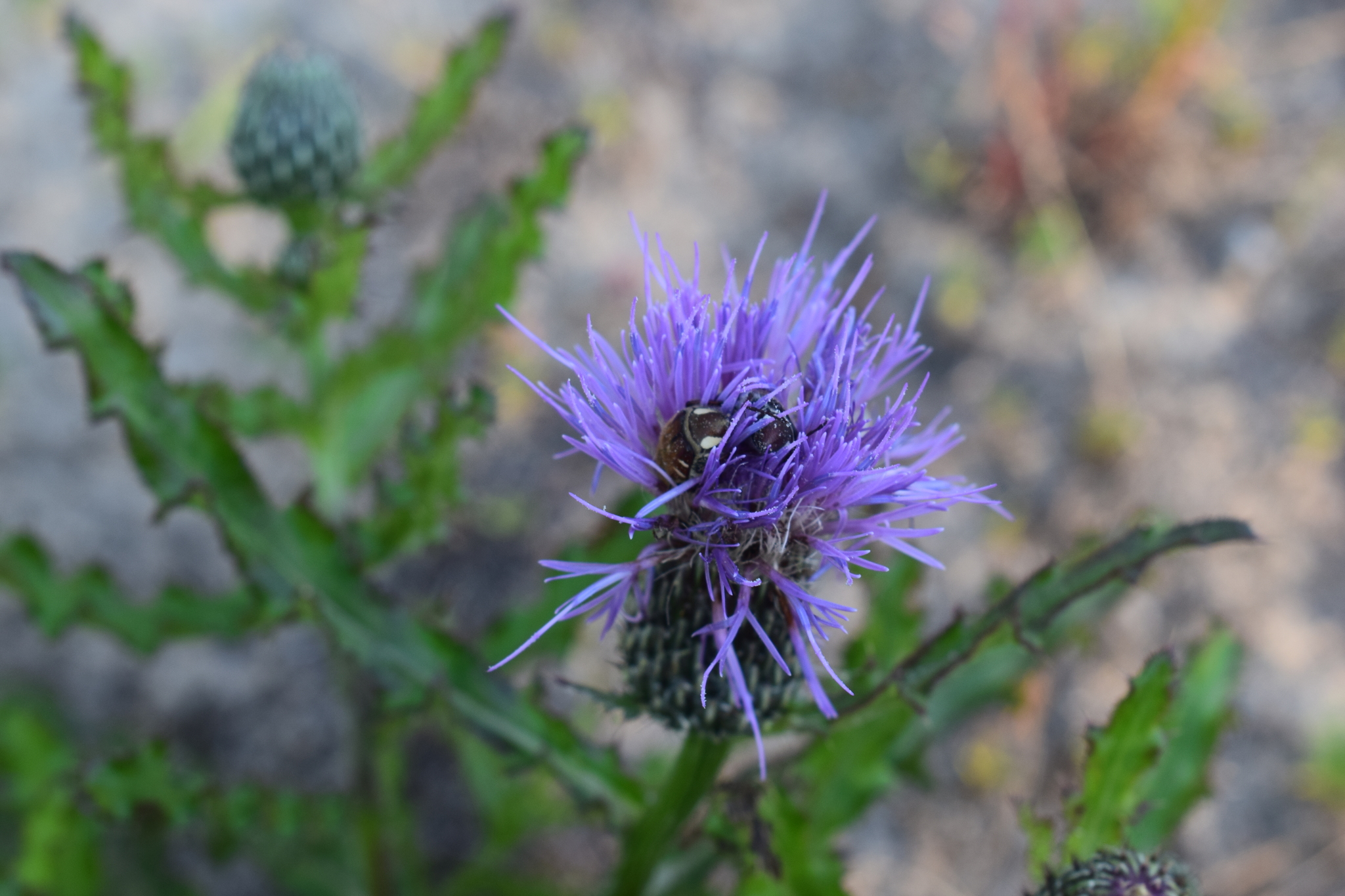 Cirsium repandum Michx.