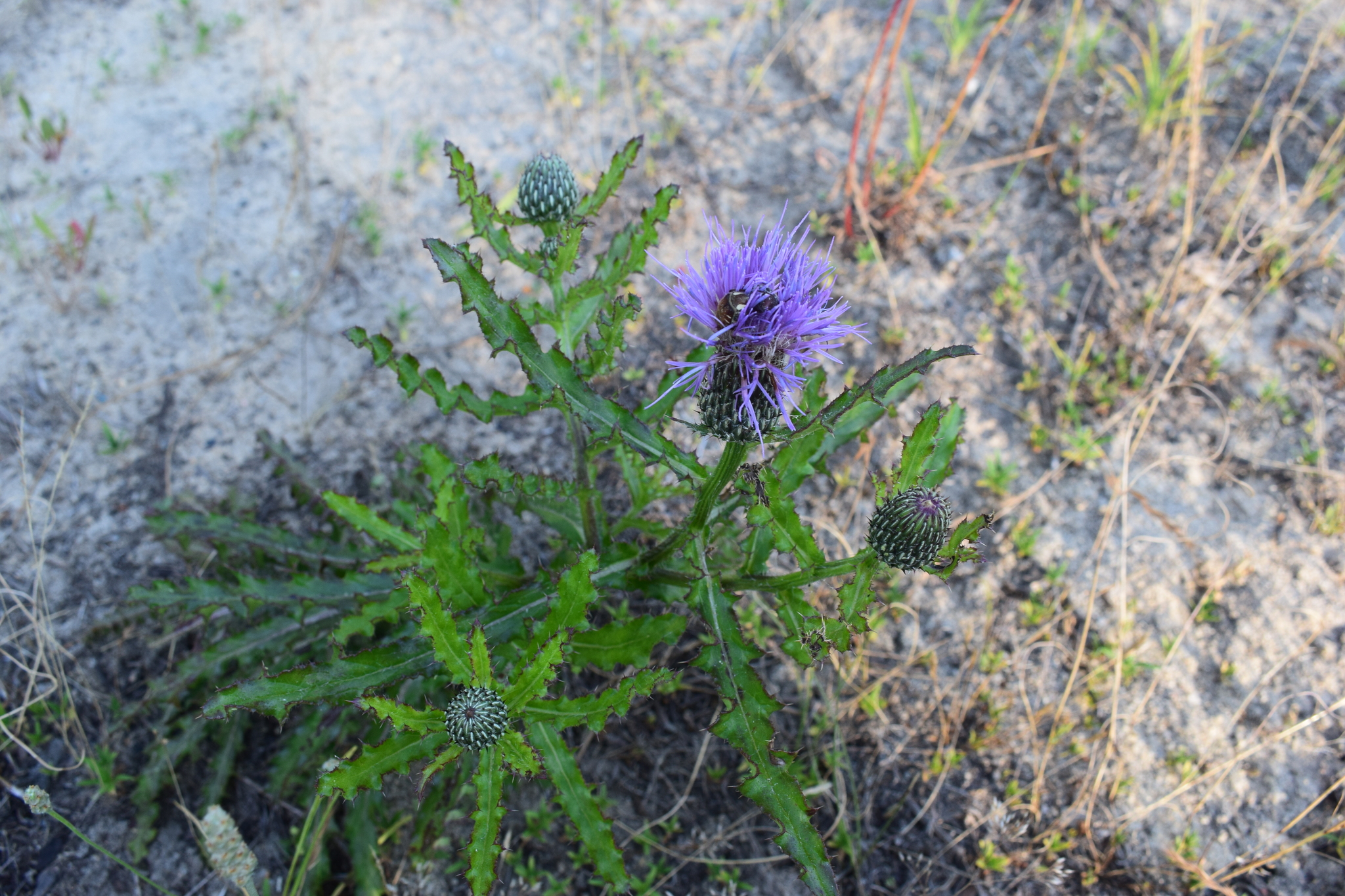 Cirsium repandum Michx.