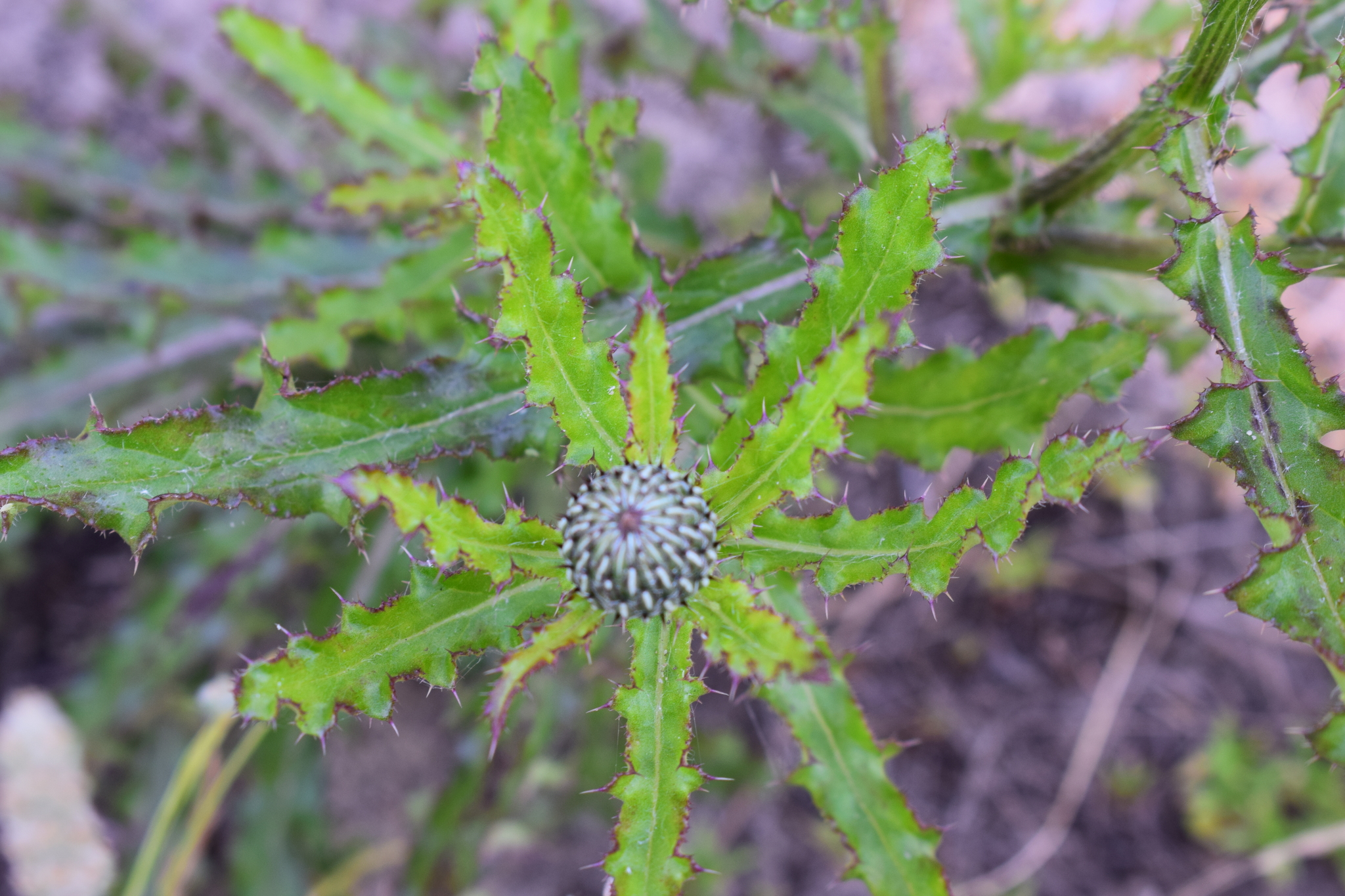 Cirsium repandum Michx.