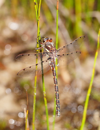 Redspots (Family Austropetaliidae) · iNaturalist