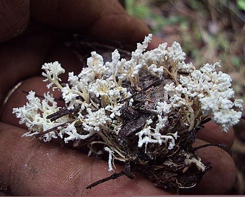 Genus Isaria · iNaturalist