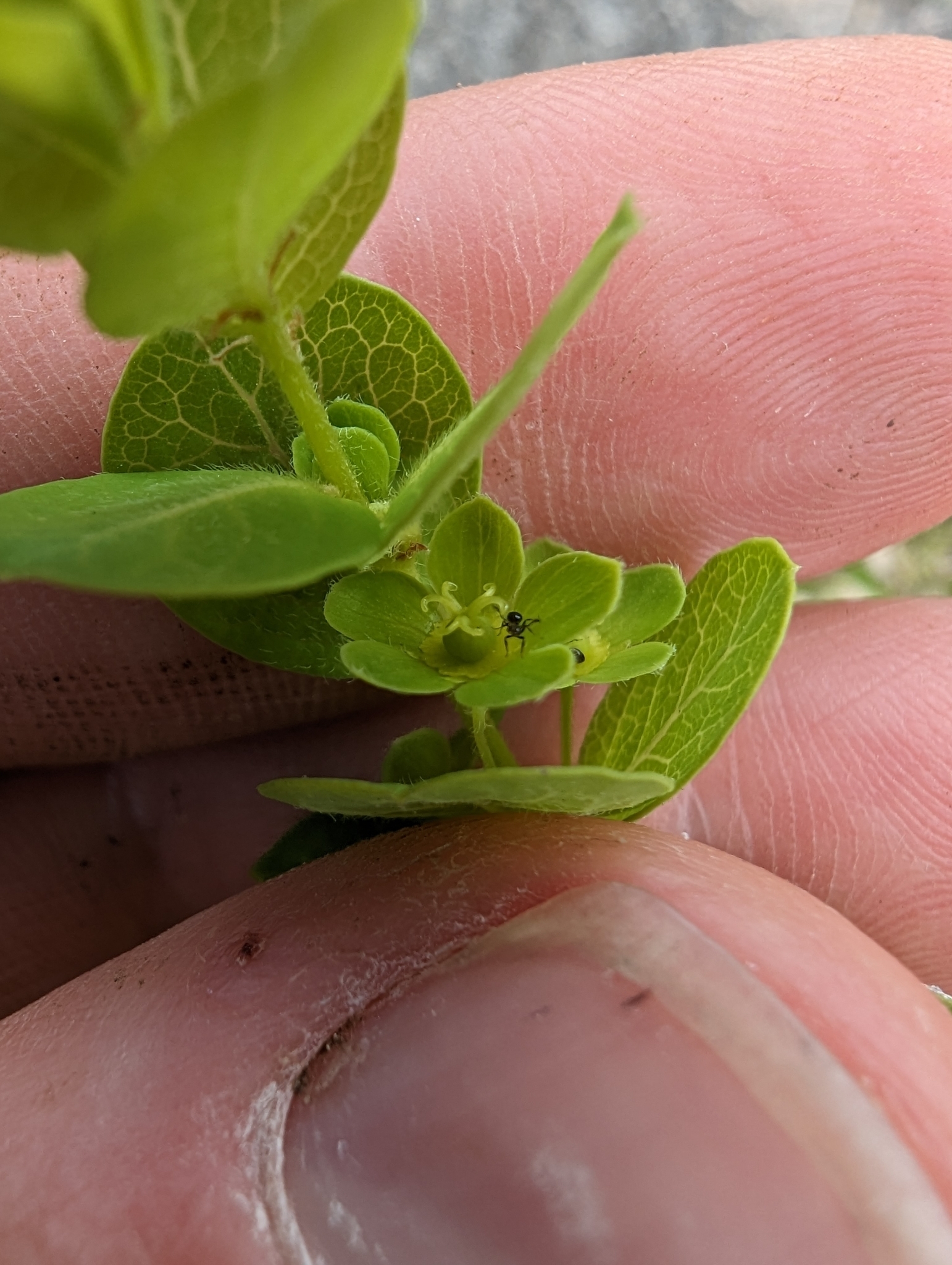 Phyllanthopsis phyllanthoides (Nutt.) Voronts. & Petra Hoffm.