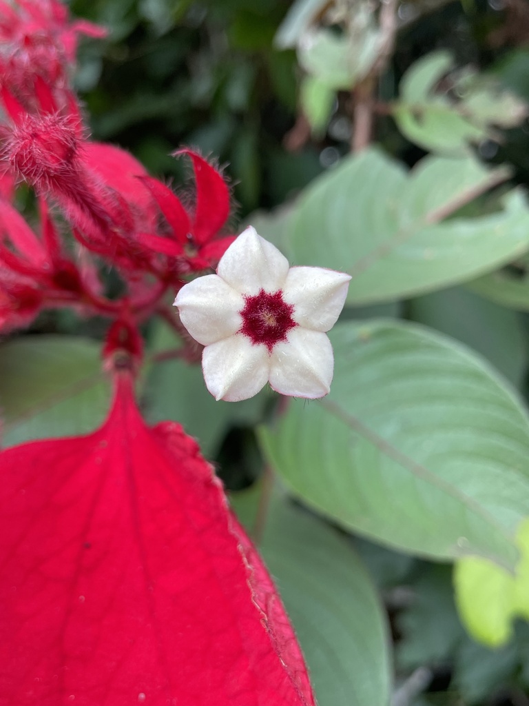Red-leaved Mussaenda (Kanha National Park - Plants) · iNaturalist