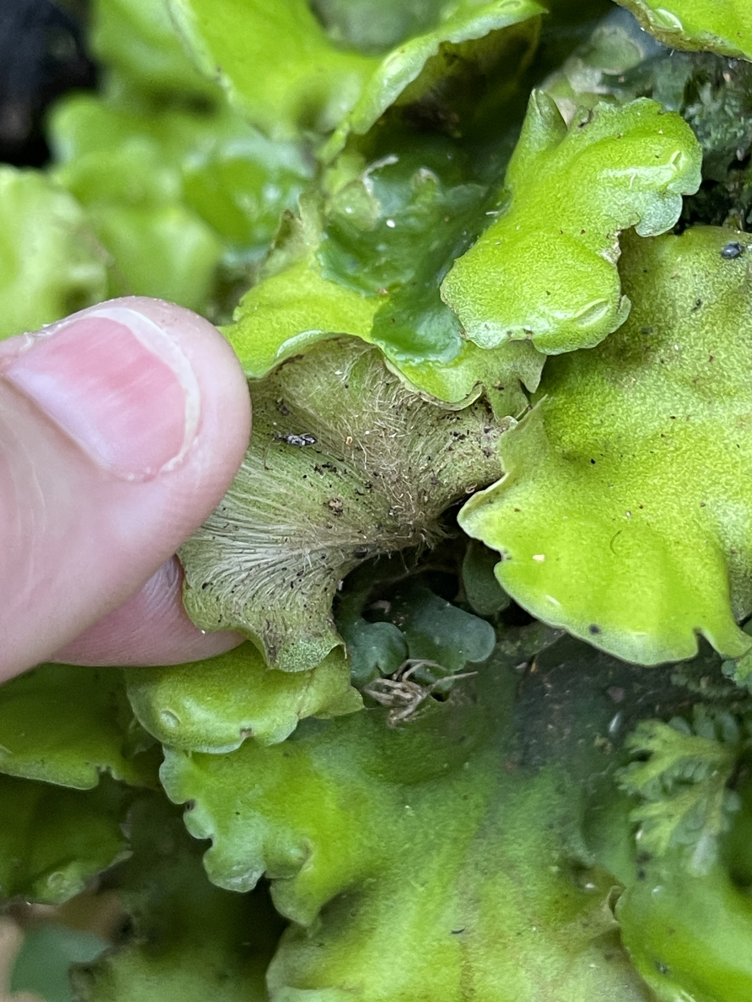 Monoclea gottschei Lindb.