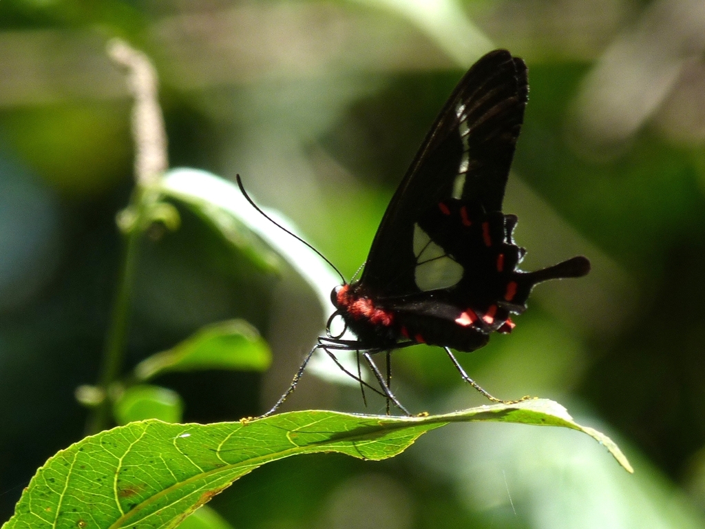 Parides agavus (Borboletas de Rio Claro, SP/Butterflies of Rio Claro ...