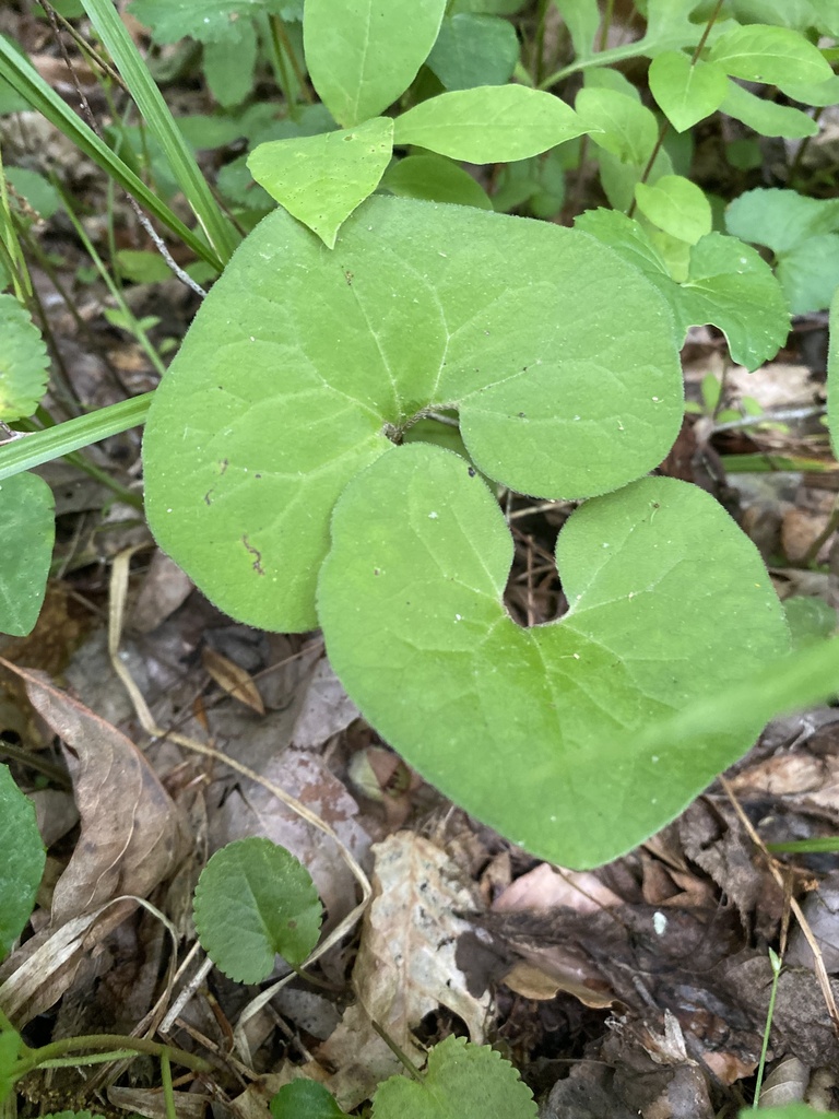 Canadian wild ginger from Saluda, VA, US on May 25, 2023 at 09:54 AM by ...
