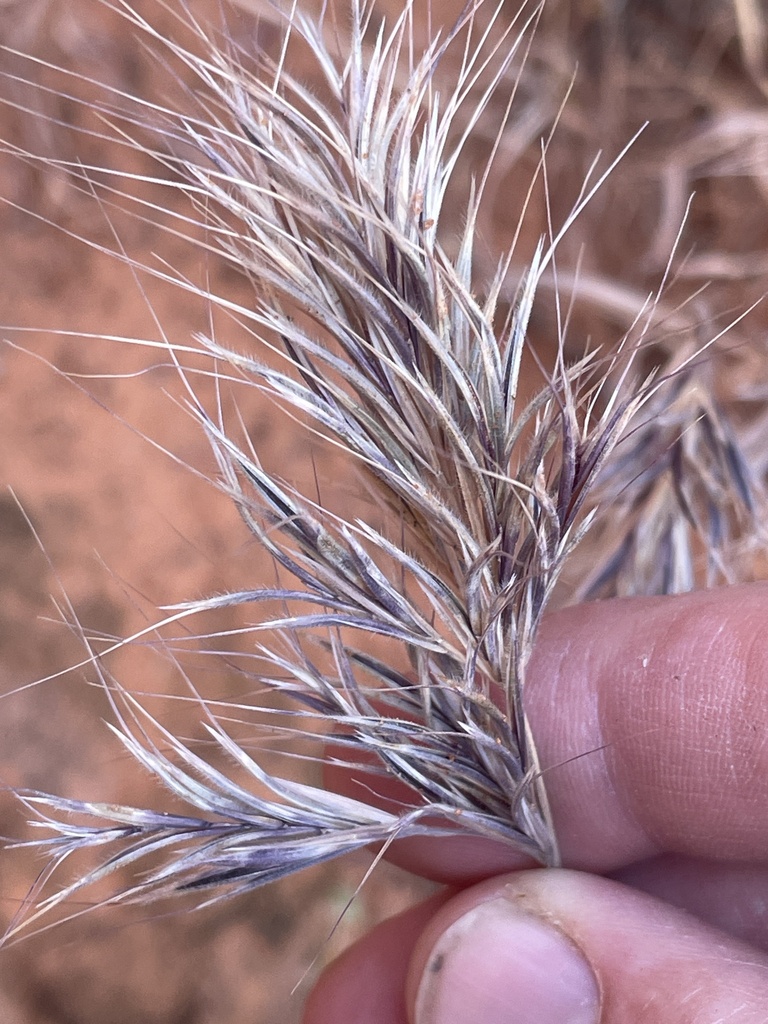 Red Brome from Washington County, US-UT, US on May 25, 2023 at 09:46 AM ...