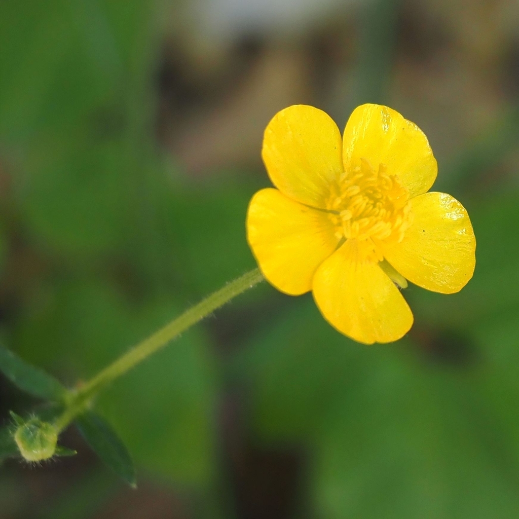 meadow buttercup from Navascués, 31450, Navarra, España on May 20, 2023 ...