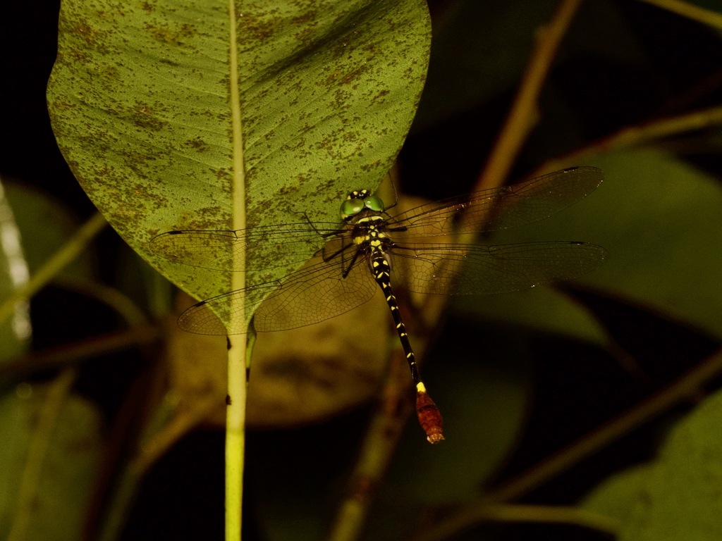 Madagascan Rivercruiser from Alaotra-Mangoro, Toamasina, Madagascar on ...