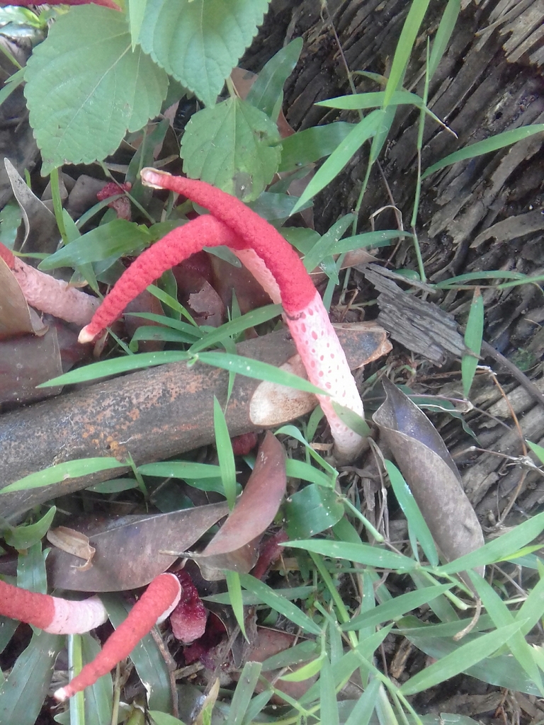 Mutinus bambusinus (Guide to Fungi of IPB University) · iNaturalist