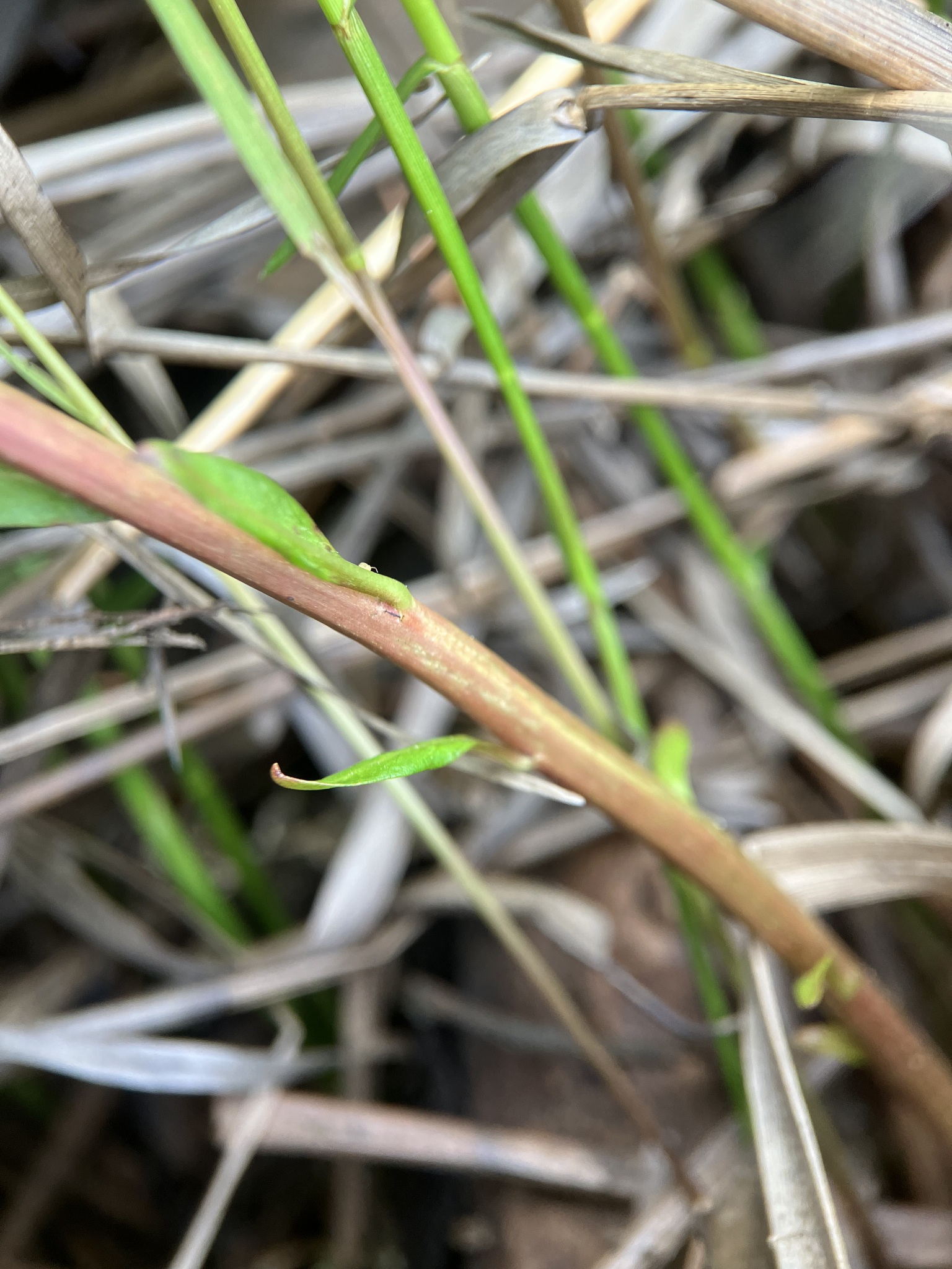 Decodon verticillatus (L.) Elliott