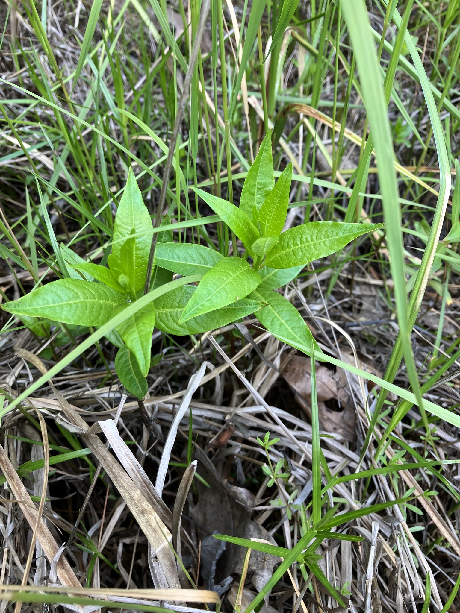 Decodon verticillatus (L.) Elliott