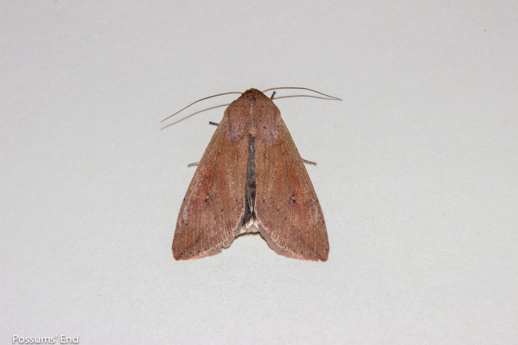 Northern armyworm from Portobello, Dunedin, New Zealand on May 25, 2023 ...
