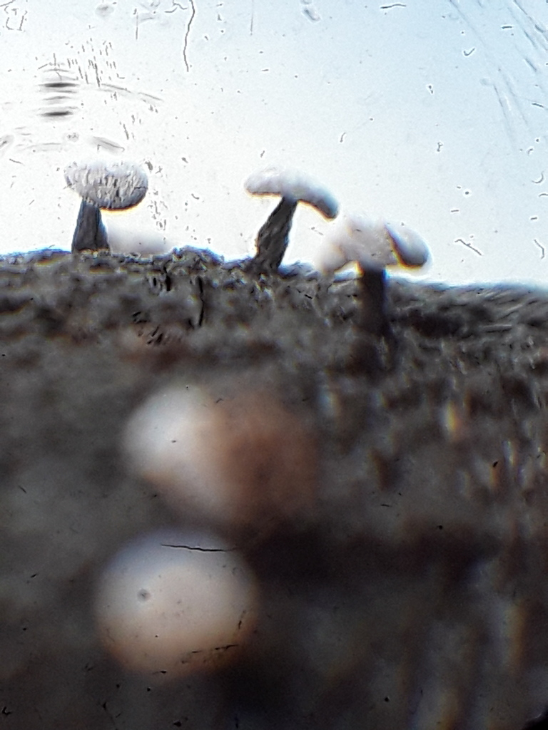 Physaraceae from San Francisco, Córdoba, Argentina on May 25, 2023 at ...