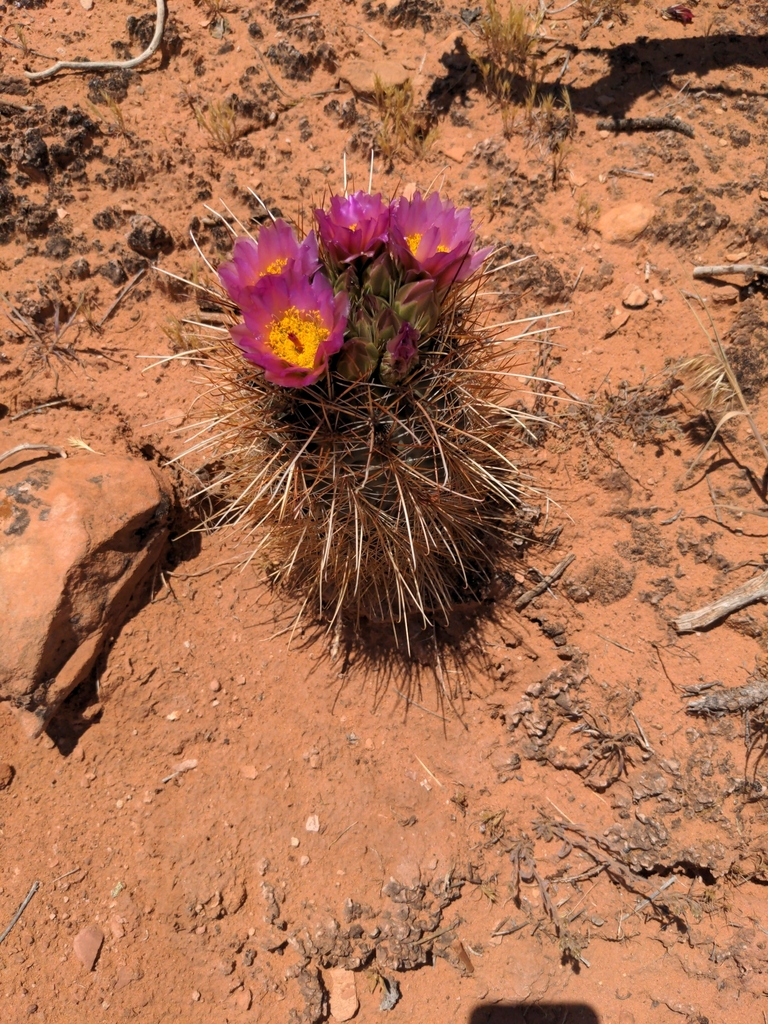 Smallflower Fishhook Cactus from Location: 37.390134, -109.812255 on ...