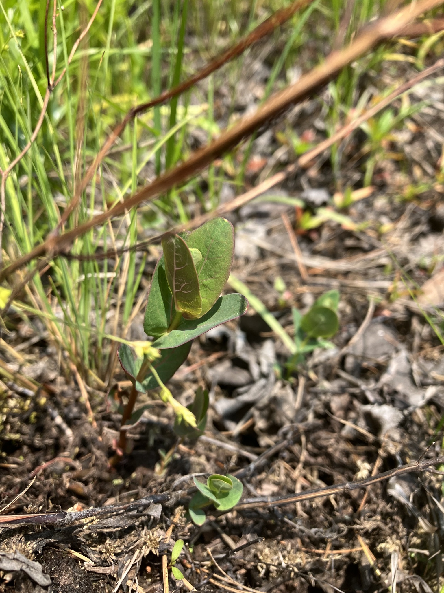 Hypericum virginicum L.