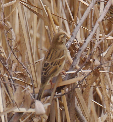 House Sparrow from Ninnie Baird Park, Hawley Drive, Fort Worth, TX on ...