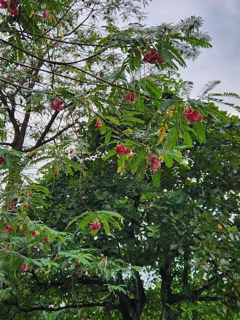 Agati (Sesbania grandiflora) - Botanical Realm