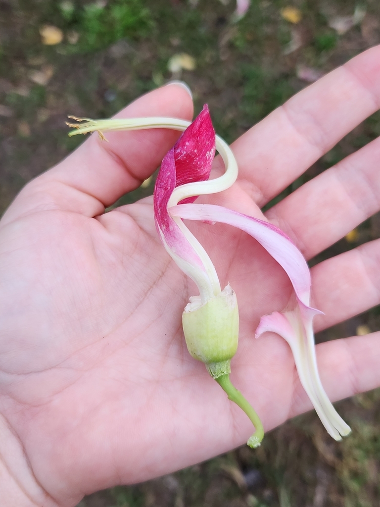 Agati (Sesbania grandiflora) - Botanical Realm
