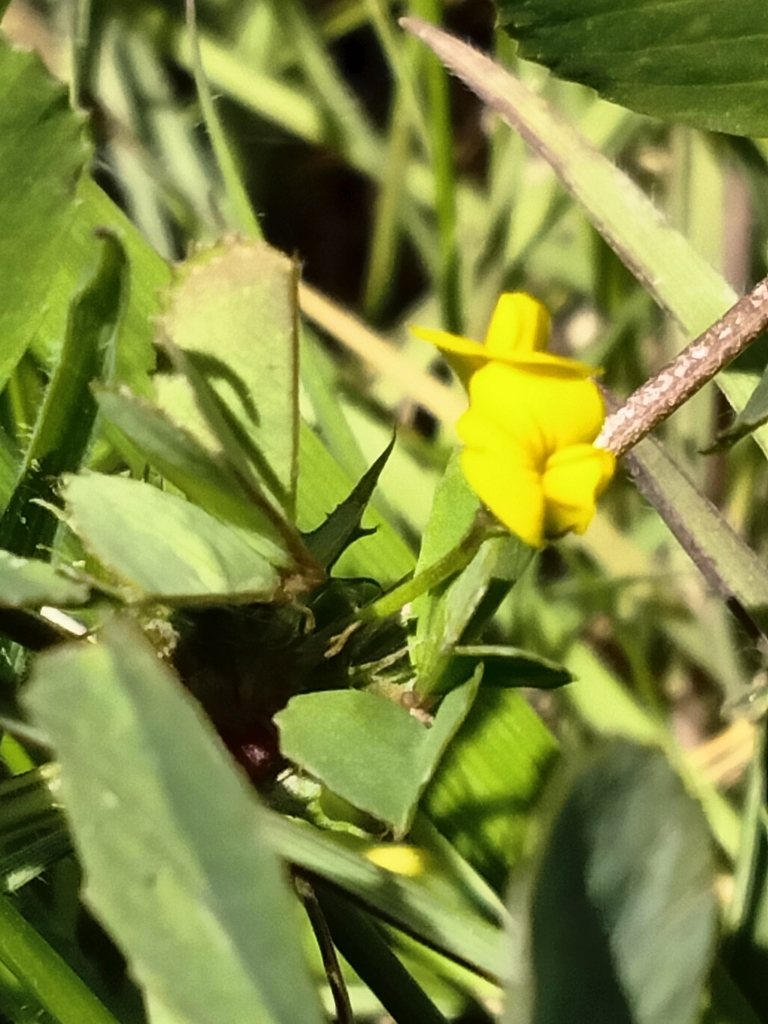 bur clover from Arcata on April 14, 2023 at 02:08 PM by Jesus Garcia ...