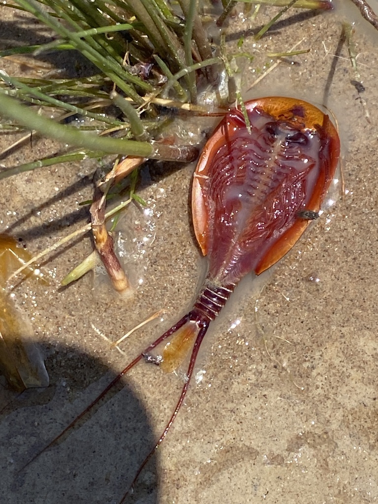 Vernal Pool Tadpole Shrimp in May 2023 by dday81 · iNaturalist