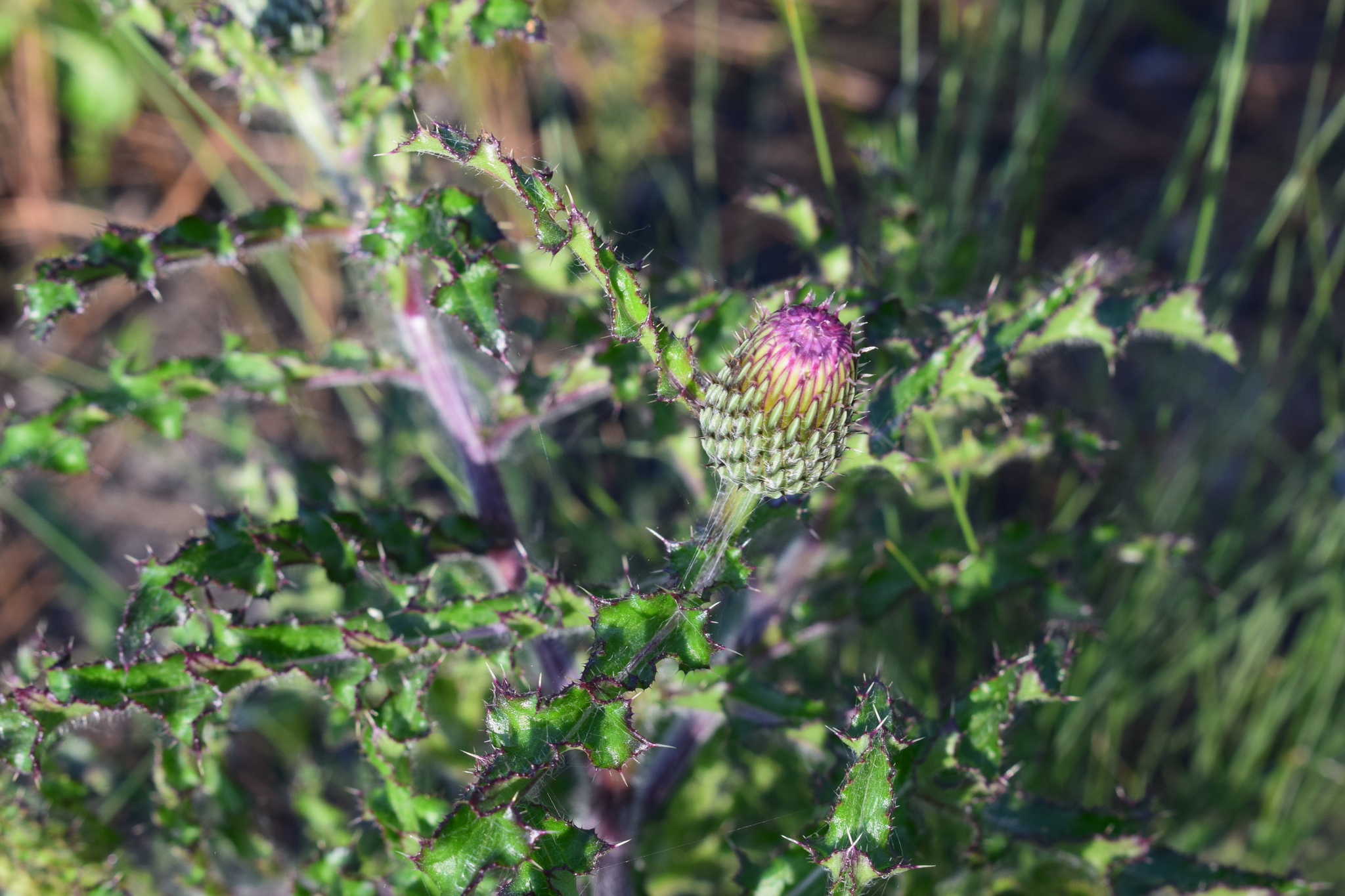 Cirsium repandum Michx.