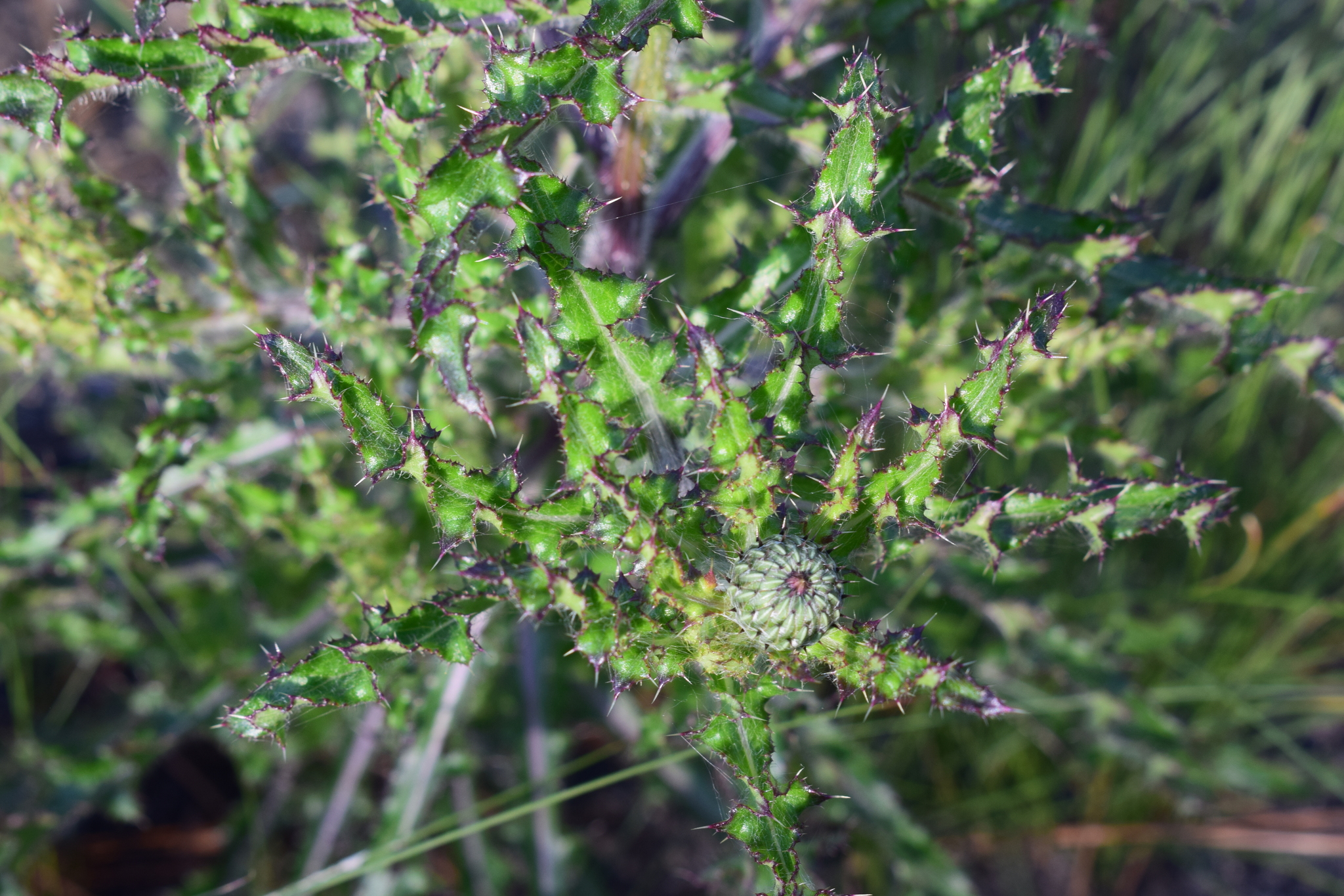 Cirsium repandum Michx.