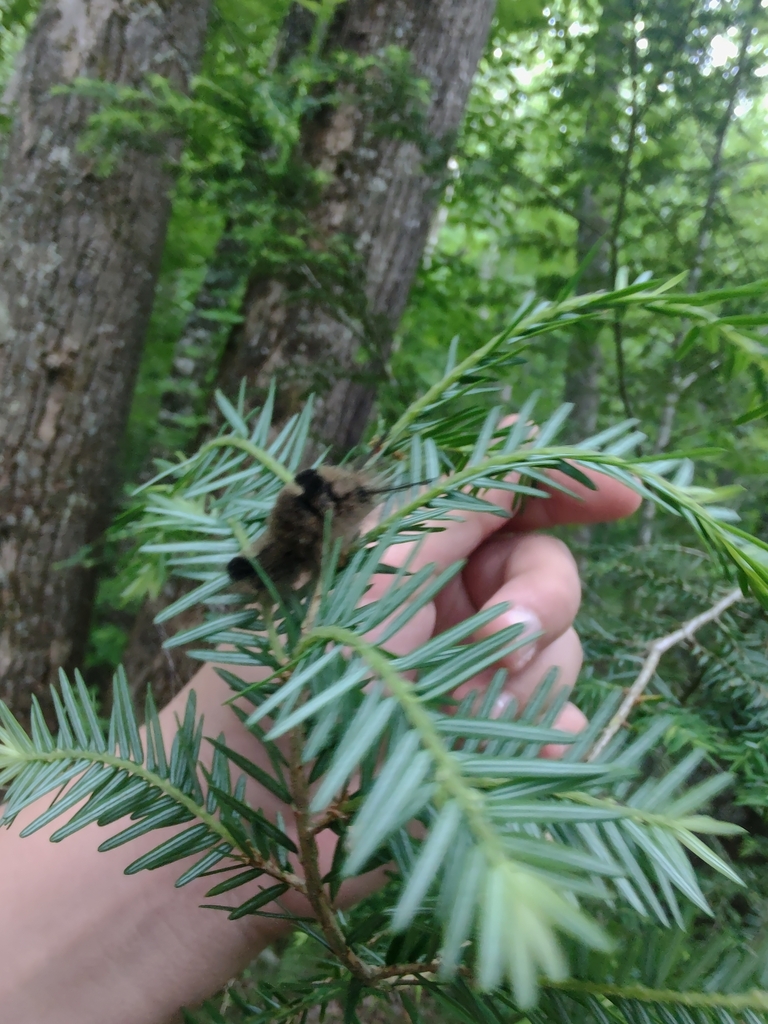 eastern hemlock from Gatlinburg, TN 37738, USA on May 25, 2023 at 04:33 ...