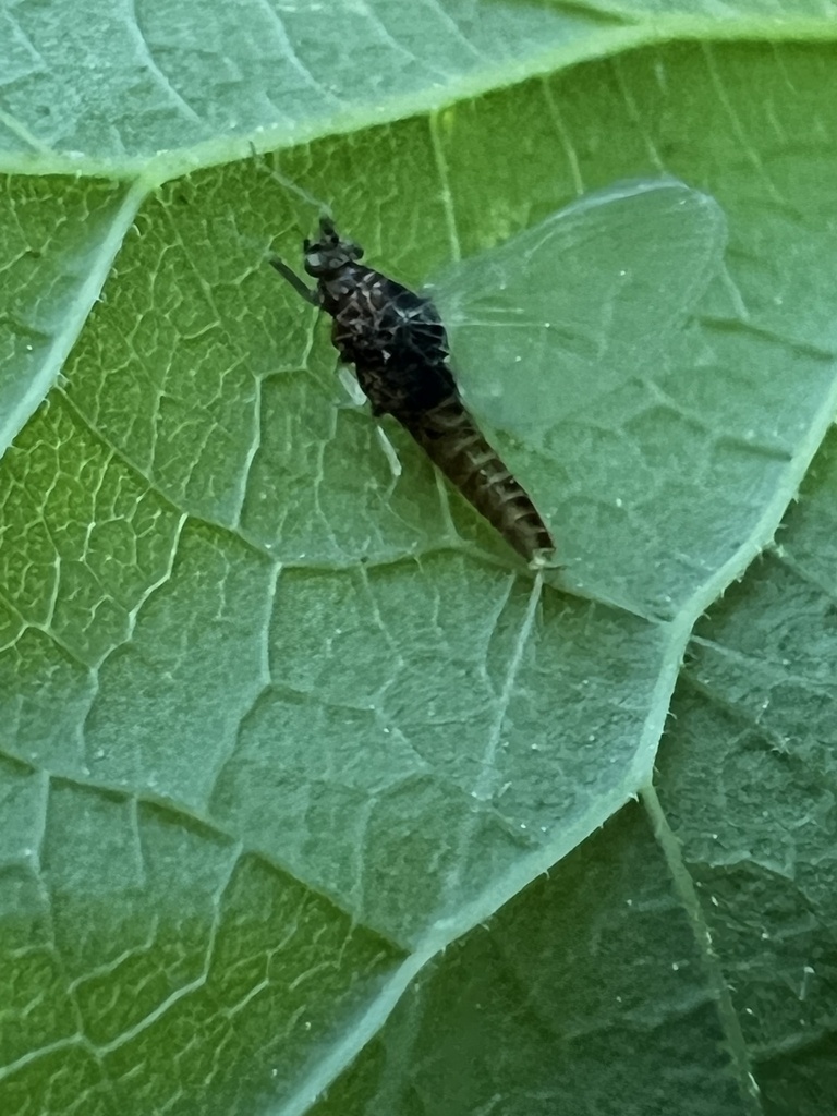 Plauditus from Great Falls Park, McLean, VA, US on May 25, 2023 at 04: ...