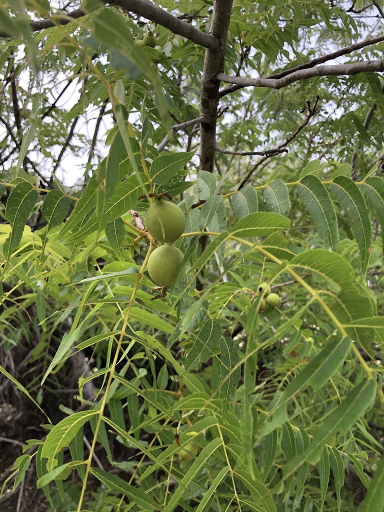 eastern black walnut from Dinosaur Valley State Park, Somervell County ...