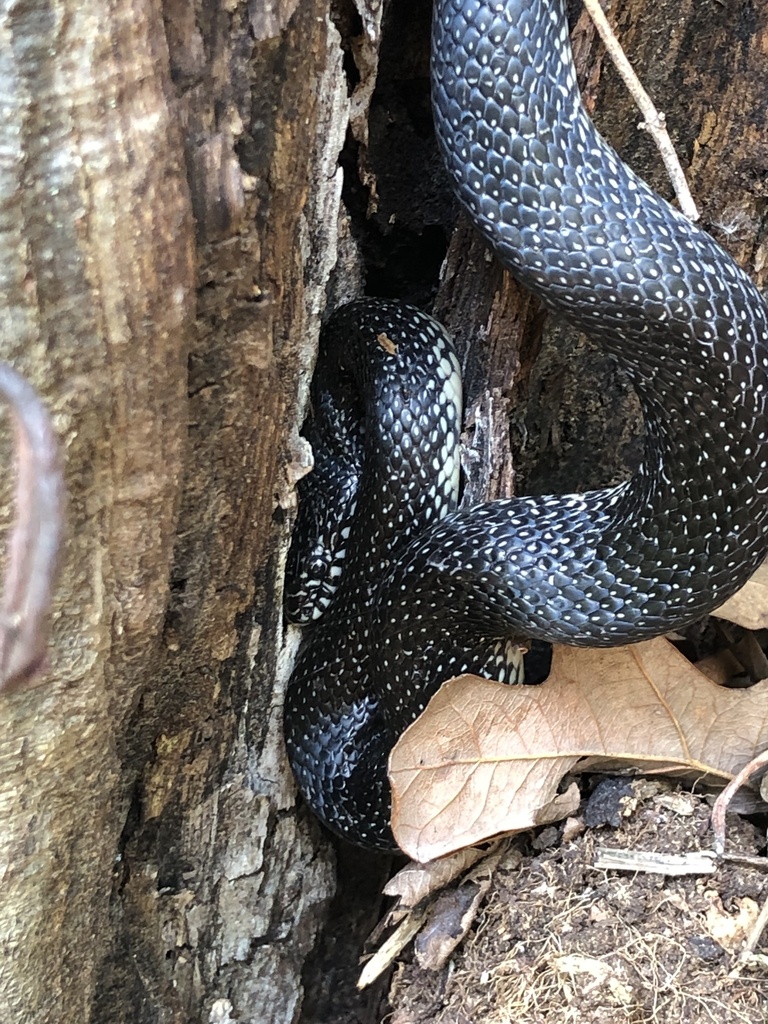 Black Kingsnake in May 2023 by Matt Tomlinson · iNaturalist
