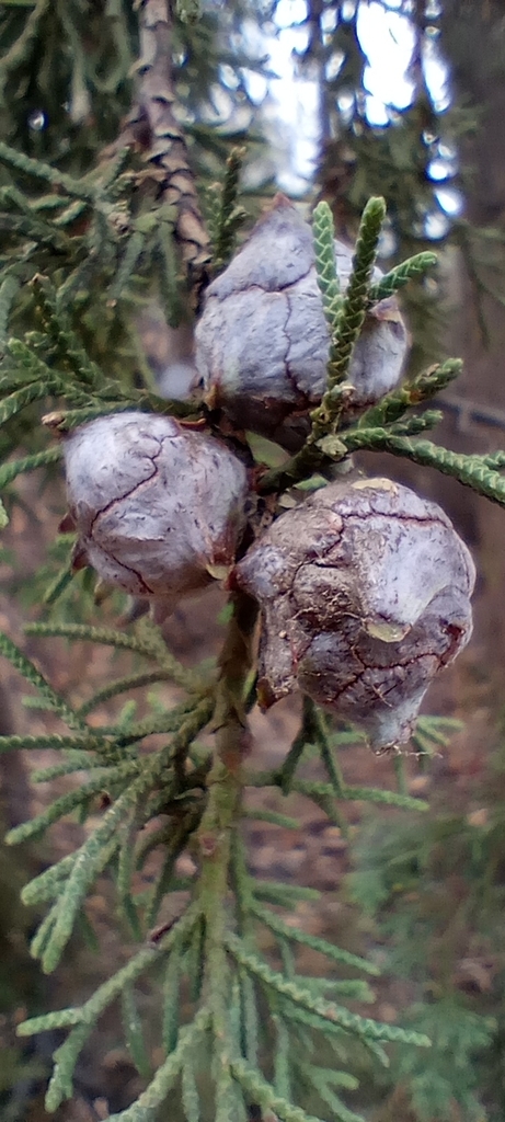 cedar of Goa from Parque Nacional Bosque del Pedregal, 14738 Ciudad de ...