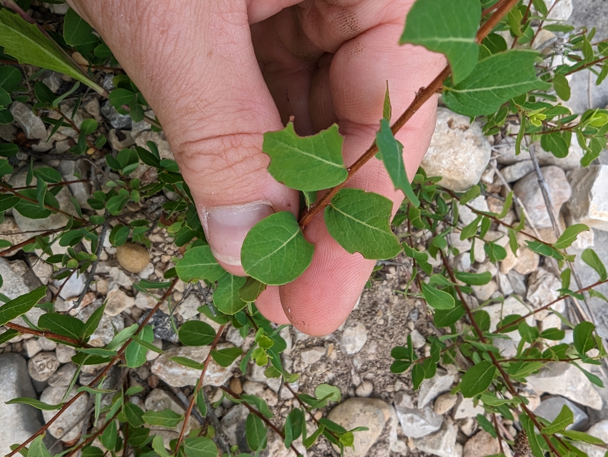 Phyllanthopsis phyllanthoides (Nutt.) Voronts. & Petra Hoffm.