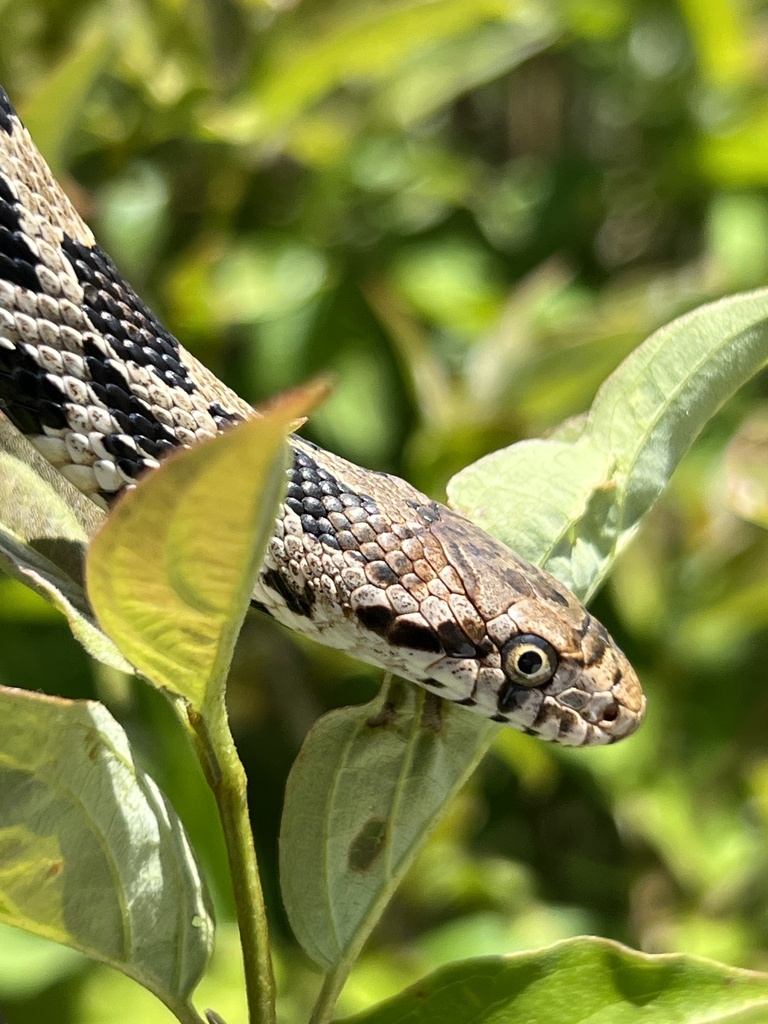 Eastern Foxsnake in May 2023 by Julie Hall · iNaturalist