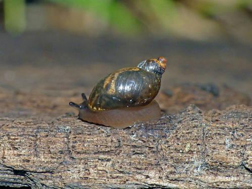 Genus Austrosuccinea · iNaturalist