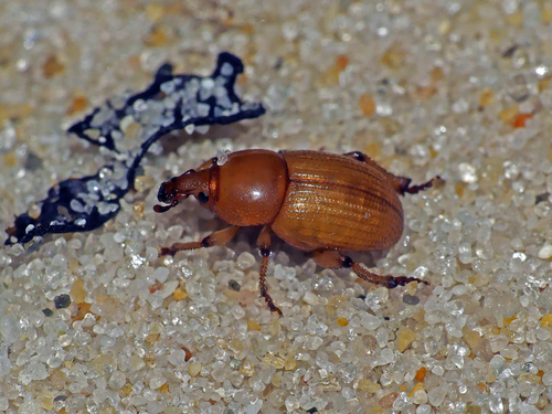 Aphela helopoides · iNaturalist