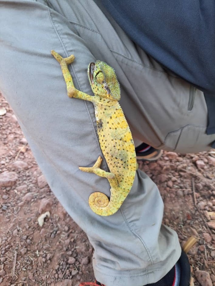 Chamaeleo gracilis gracilis from Tougué Prefecture, Guinea on December ...