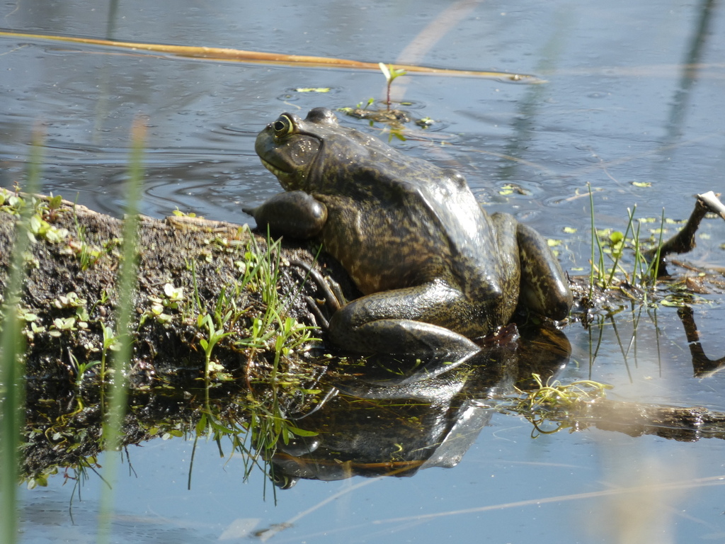 American Bullfrog from Headquarters Pond, Chico Basin Ranch, Pueblo ...